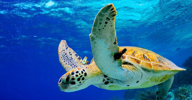 Shedding Light on Sea Turtle Lighting | Becker & Poliakoff