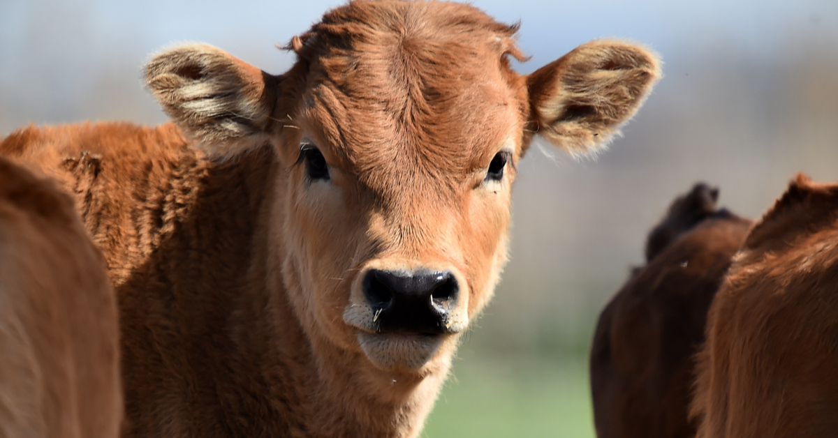 “Cash Cows: Businesses Save Millions Through Tax Break Meant to Help ...